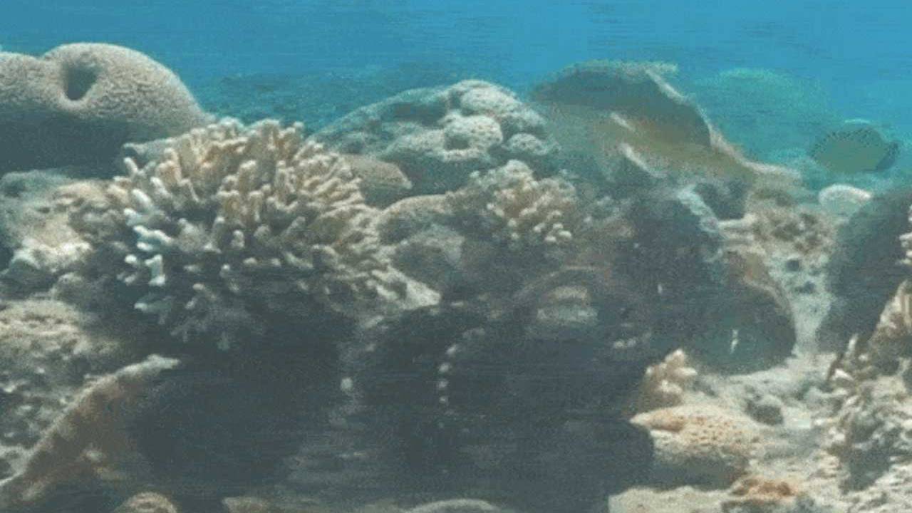 Scientists observe octopuses punching fish proving 2020 is tough all ...