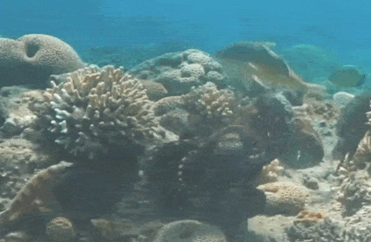 Scientists observe octopuses punching fish proving 2020 is tough all ...