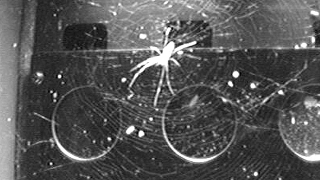 Spiders in space orient themselves by light - SlashGear