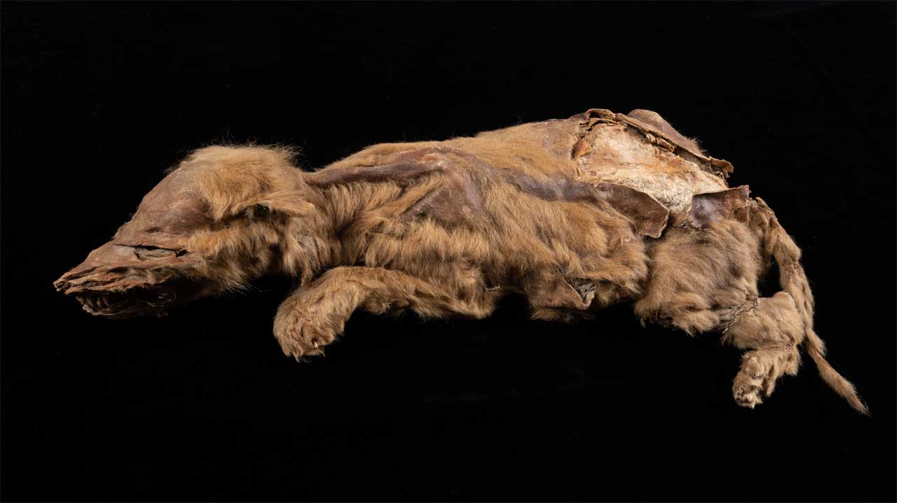 A 57,000-year-old wolf pup discovered while gold-mining still has fur ...