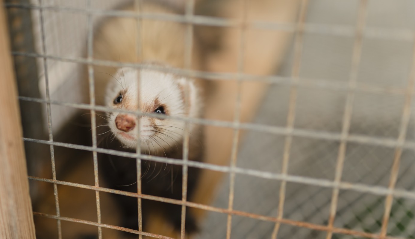 Colorado gave ferrets COVID-19 vaccine to help protect humans - SlashGear