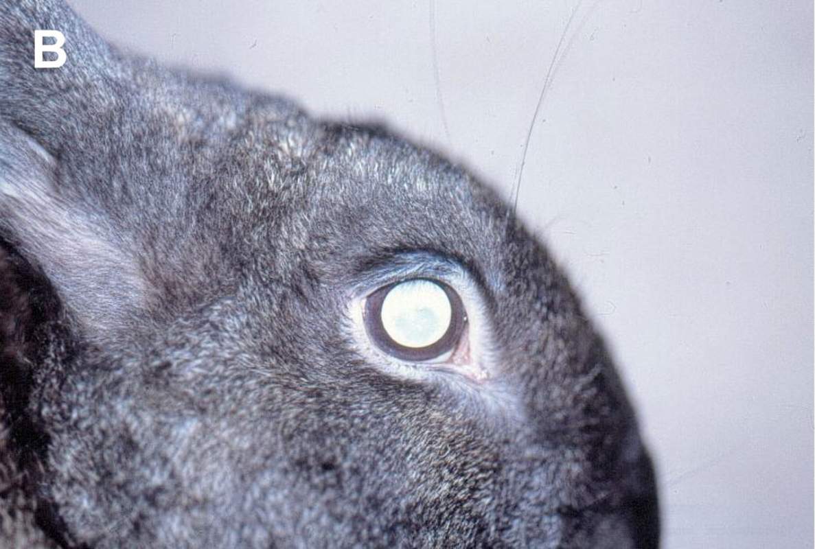 Strange genetic mutation makes bunnies walk on two legs - SlashGear