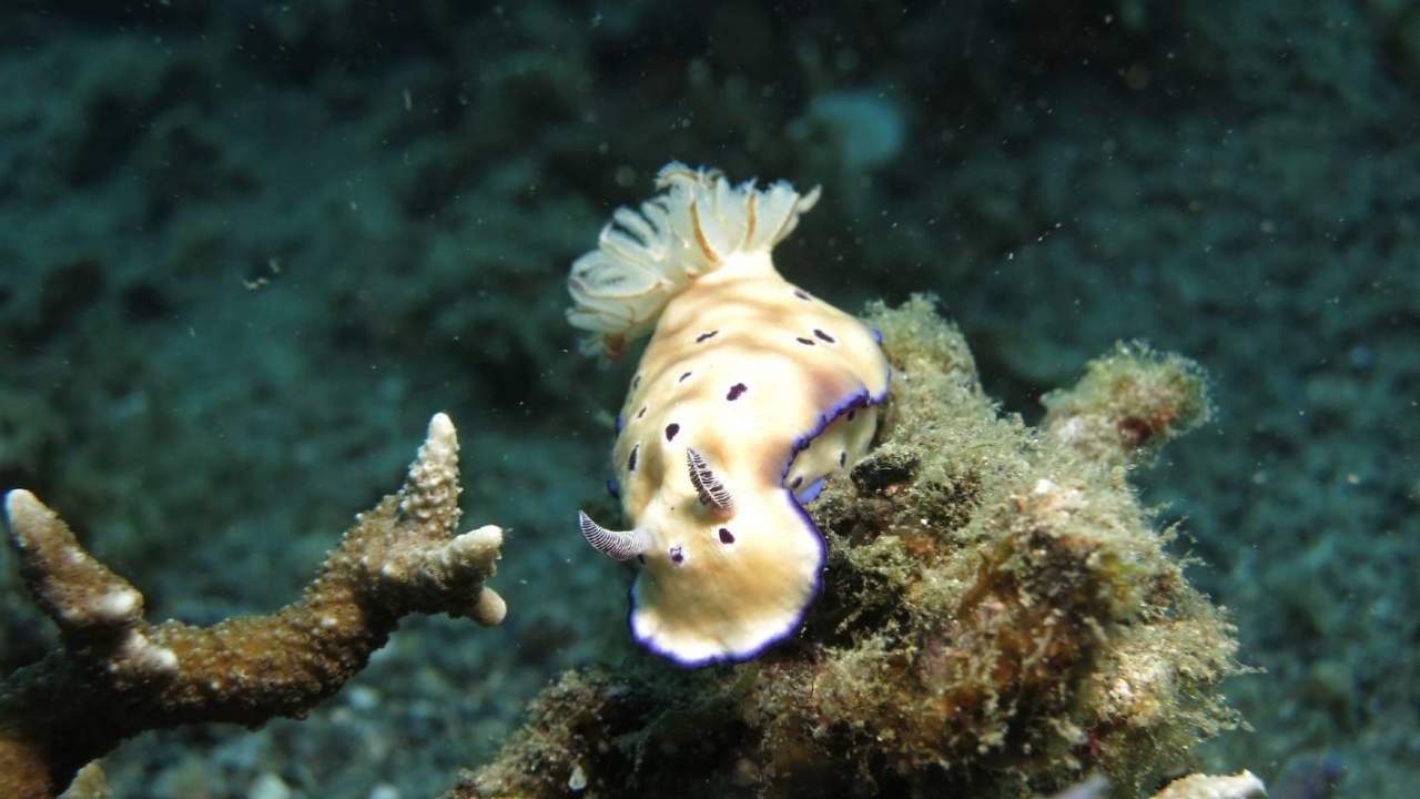 Solar-powered sea slugs grow new bodies by removing their own heads ...