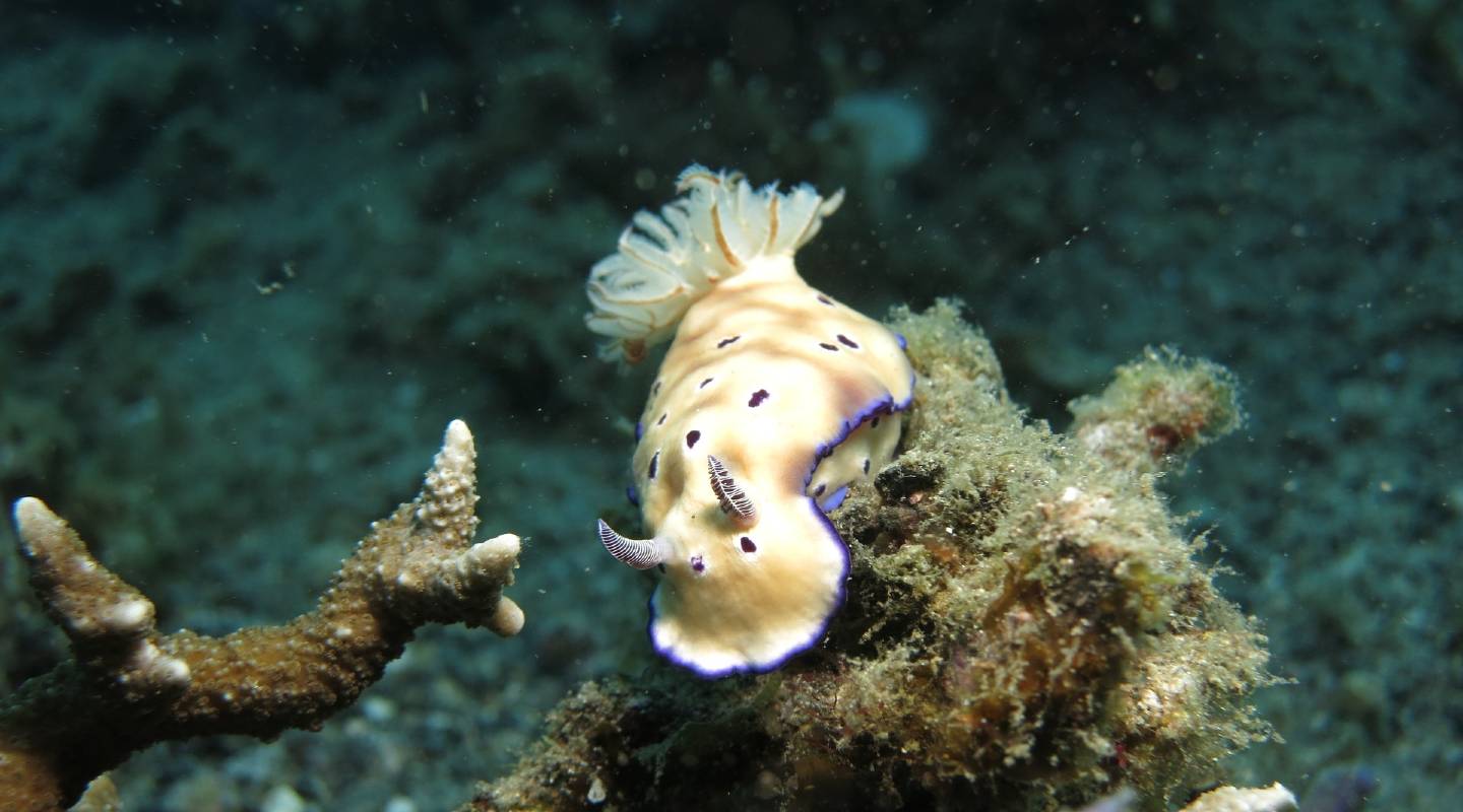 Solar-powered sea slugs grow new bodies by removing their own heads ...