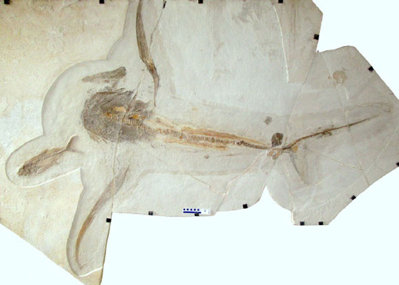 Hybodus was a prehistoric shark that evolved in the late Permian and ...