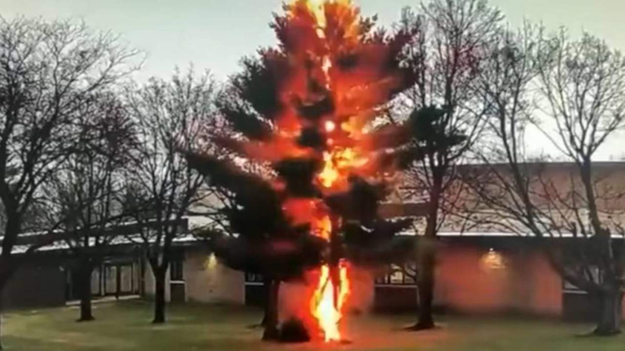 Video shows lightning bolt obliterate a tree in the blink of an eye ...