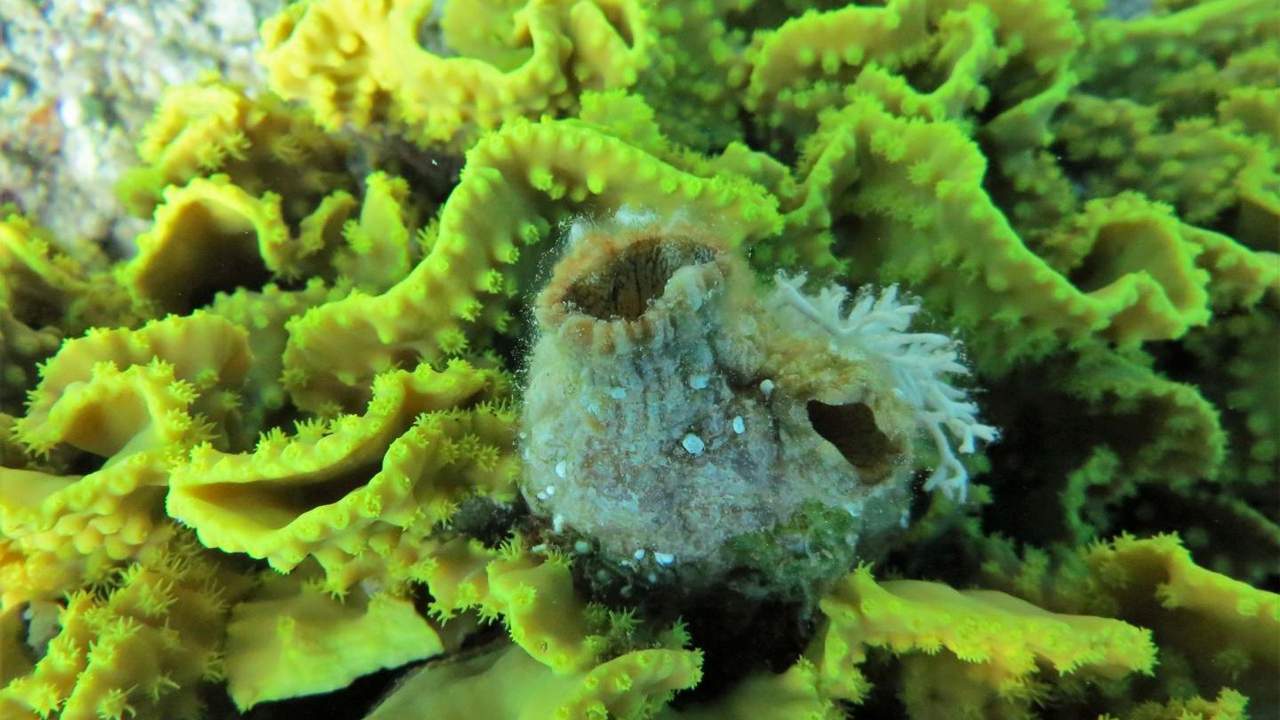 Polycarpa mytiligera can regrow all of its organs if dissected into ...