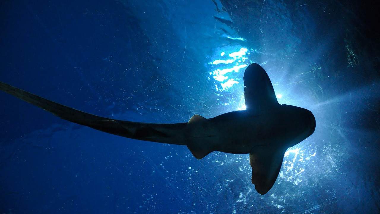Researchers discover that sharks use Earth's magnetic fields for ...