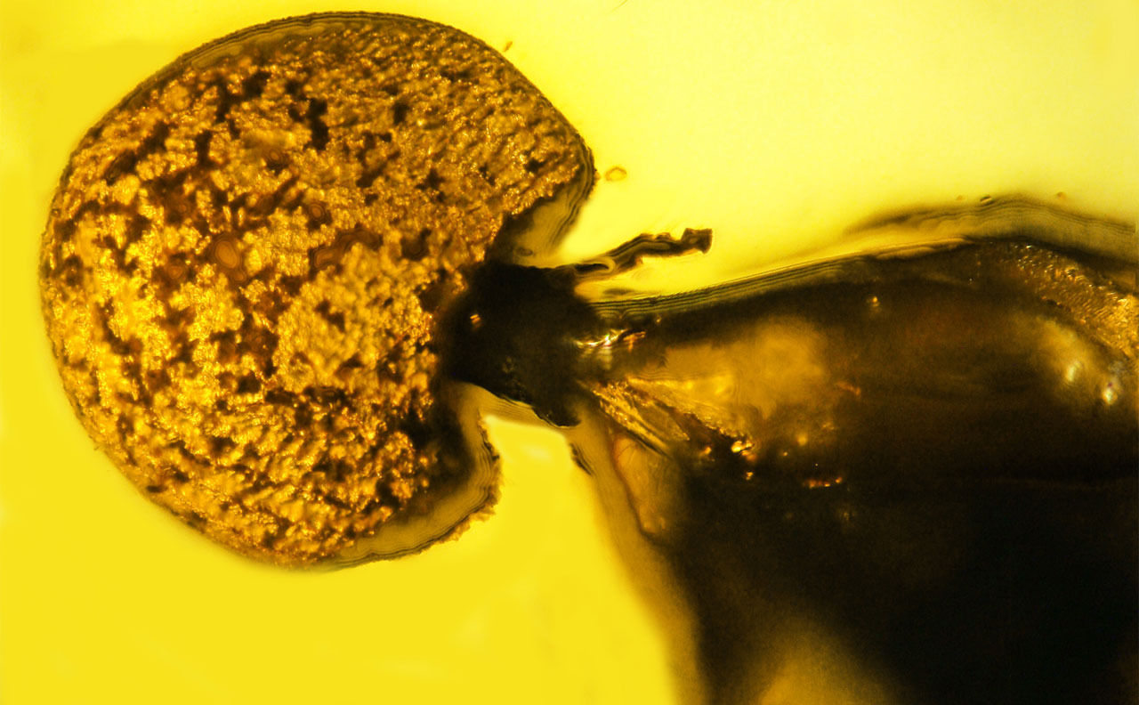 Amber-encased ant discovered with a new type of fungal parasite ...