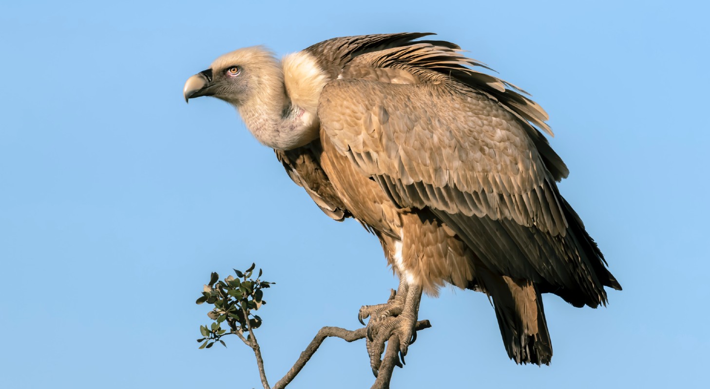 Vulture becomes first bird to get permanent bionic limb replacement ...