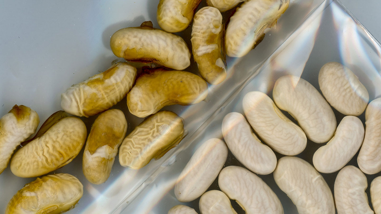 MIT engineers create seeds with a special coating to resist drought ...