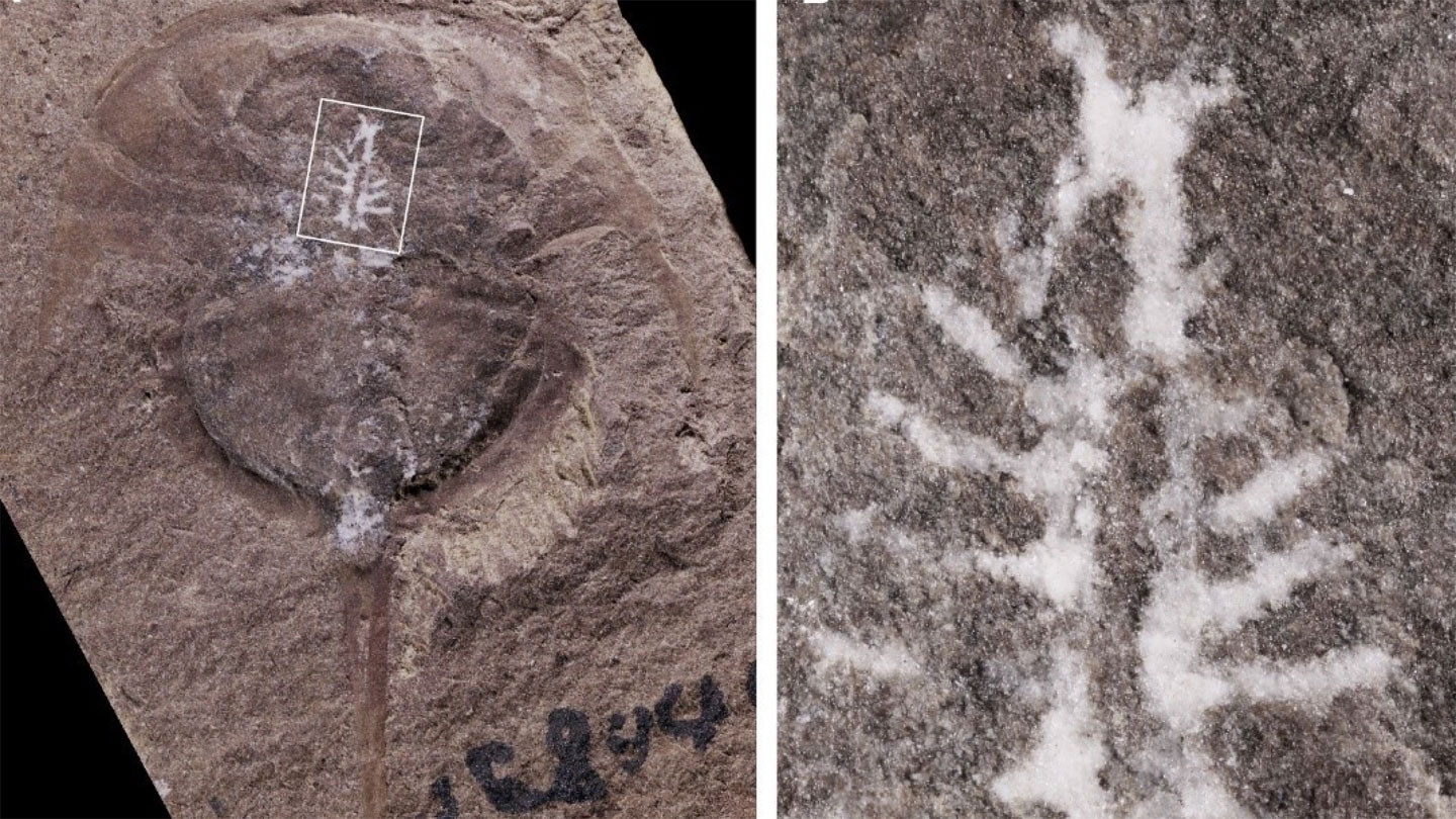 A newly discovered fossil has a remarkably preserved brain - SlashGear